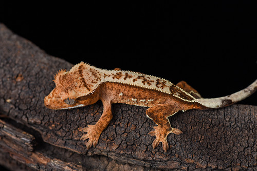 Creamsicle Pinstripe Crested Gecko | Fringemorphs