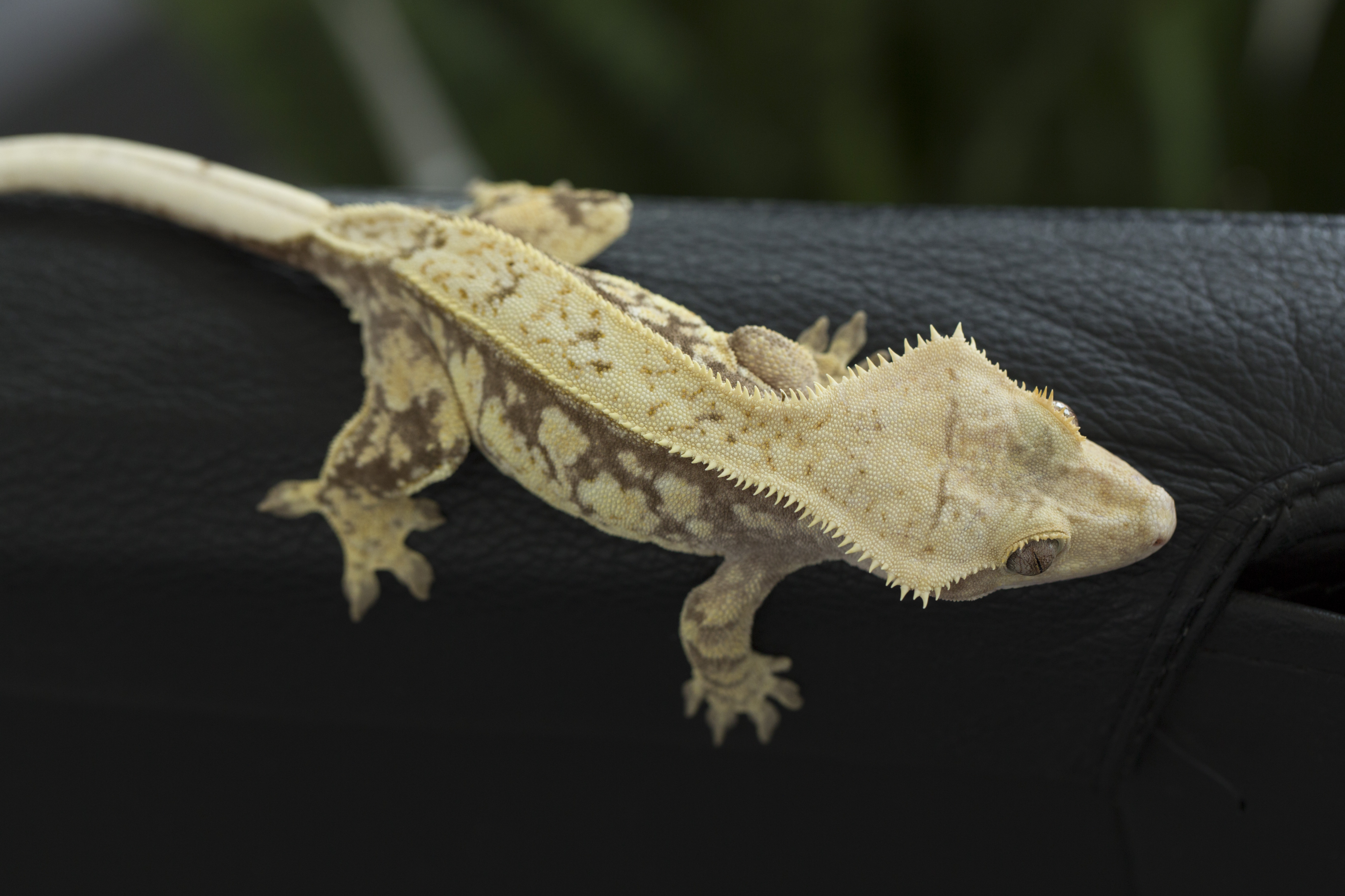 Flower | Pinstripe Crested Gecko | Fringemorphs