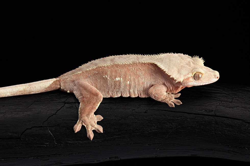 Bi-Color with White Portholes Crested Gecko | Fringemorphs
