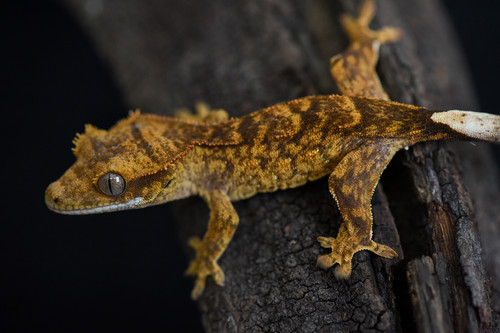 Super Tiger Crested Gecko For Sale | Fringemorphs