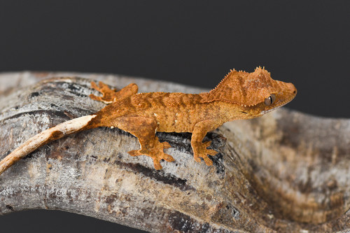 Tiger Crested Gecko | Fringemorphs