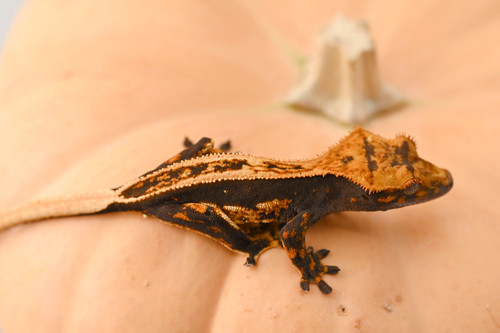Super-Stripe Crested Gecko | Fringemorphs