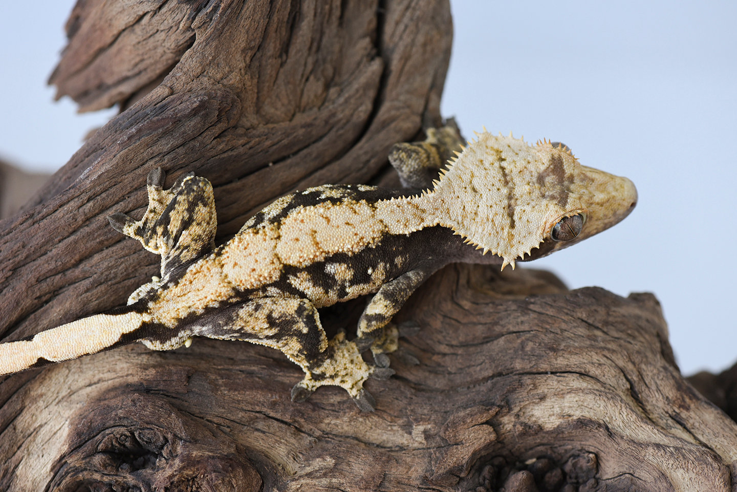 High Contrast Extreme Harlequin Crested Gecko For Sale | Fringemorphs