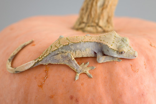 Pink Line Lavender & Tangerine Harlequin Crested Gecko | Fringemorphs