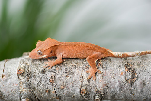 Patternless Red Crested Gecko | Fringemorphs