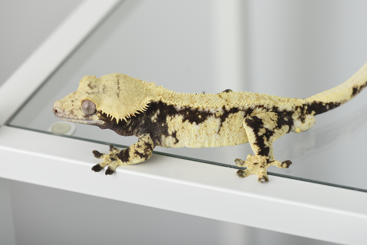 Extreme Harlequin Crested Gecko | Cookies & Cream | Fringemorphs