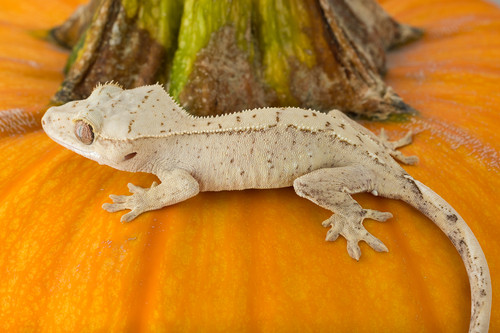 60% Het Axanthic Crested Gecko | Fringemorphs