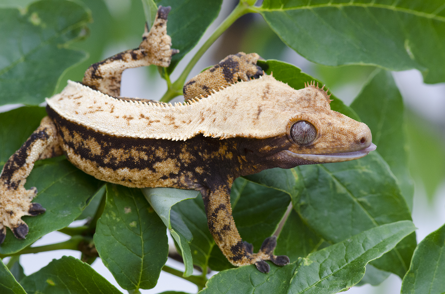 Pinstripe Crested Gecko | Phoenix | Fringemorphs