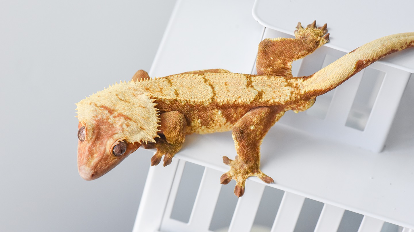 Red & Cream Harlequin Crested Gecko | Komodo | Fringemorphs