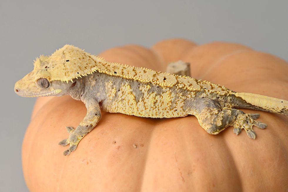 Lavender & Cream Harlequin Crested Gecko | Fringemorphs