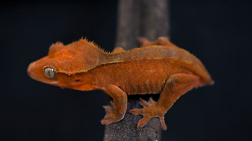 patternless crested gecko morph
