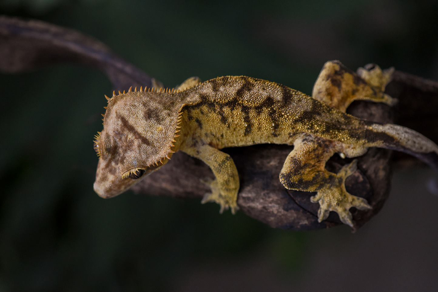 Crested Gecko Morphs | Fringemorphs