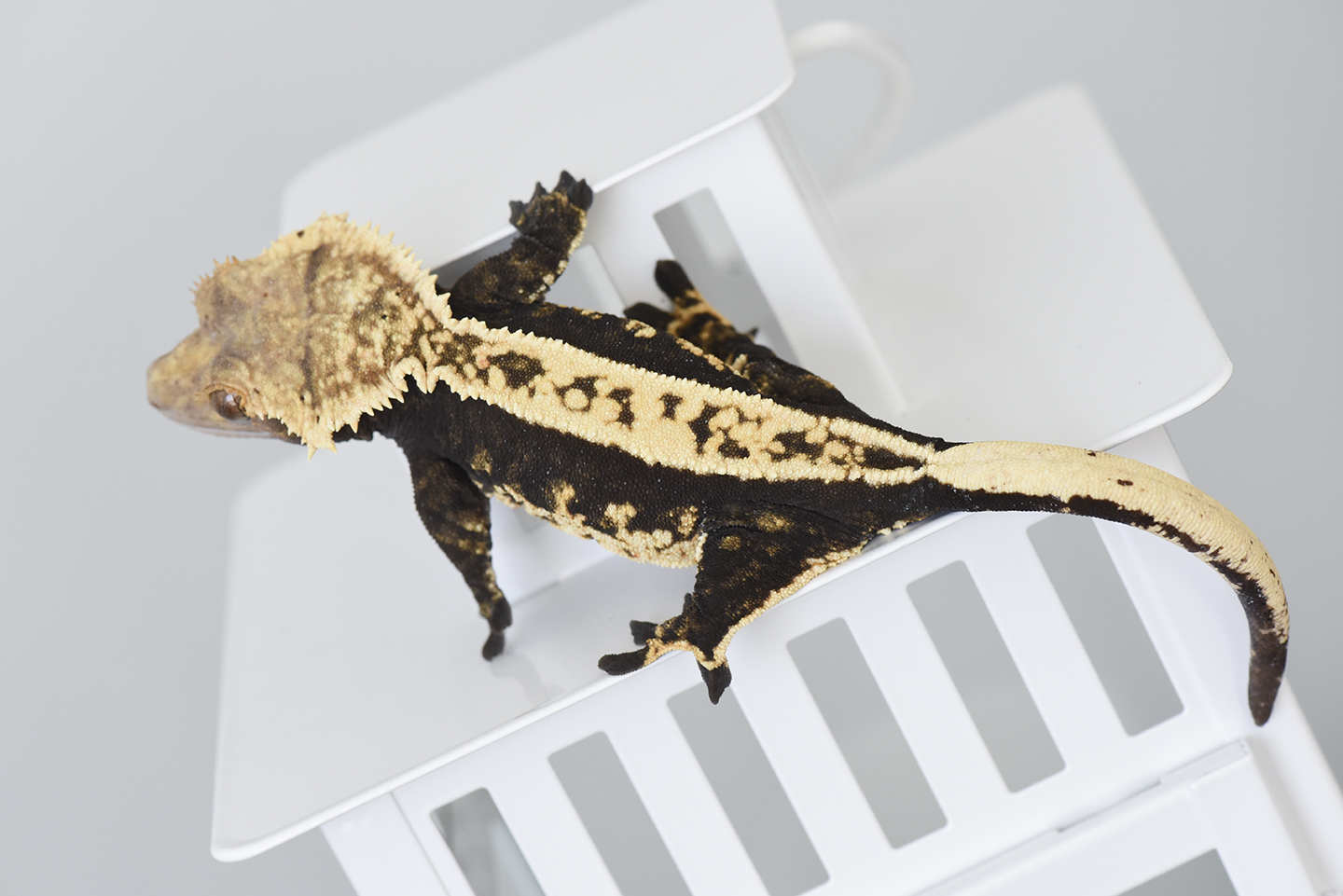 Crowned High Contrast Pinstripe Crested Gecko | Emery | Fringemorphs