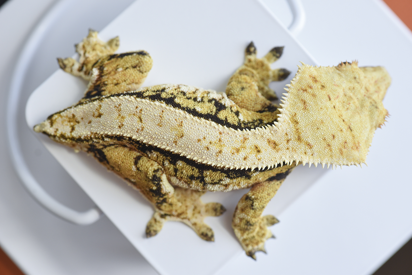 Tri-Color Pinstripe Crested Gecko | Cambrian | Fringemorphs
