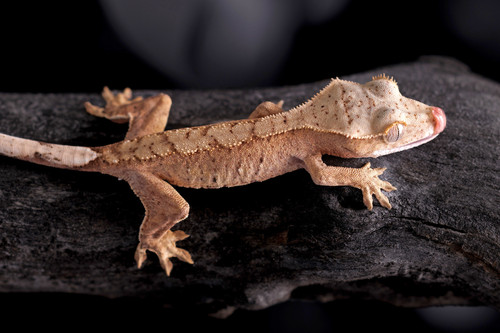 66% Het Axanthic Crested Gecko | Fringemorphs