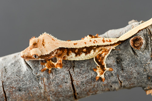 Lilly White Crested Gecko | Fringemorphs