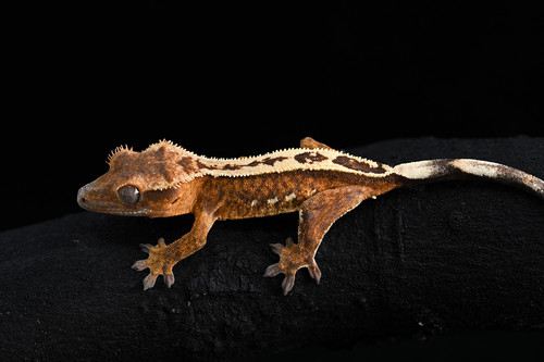 Creamsicle Pinstripe Crested Gecko | Fringemorphs