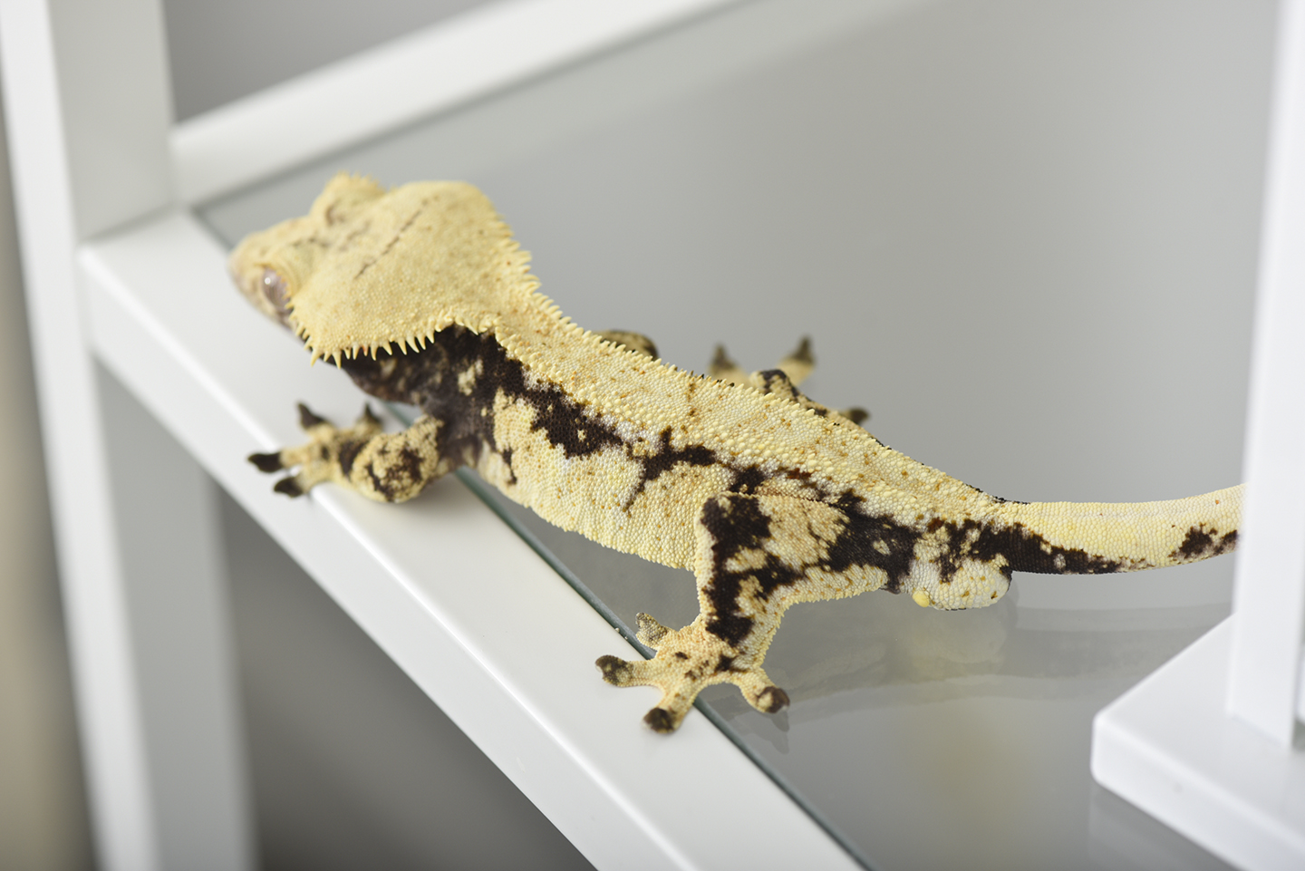 Extreme Harlequin Crested Gecko | Cookies & Cream | Fringemorphs