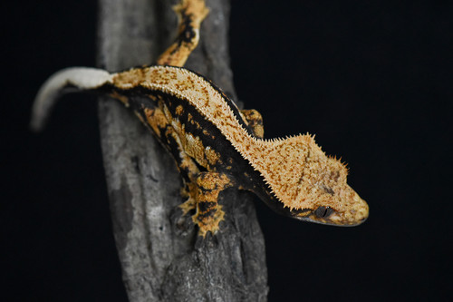 Tri-Color Pinstripe Crested Gecko For Sale | Fringemorphs