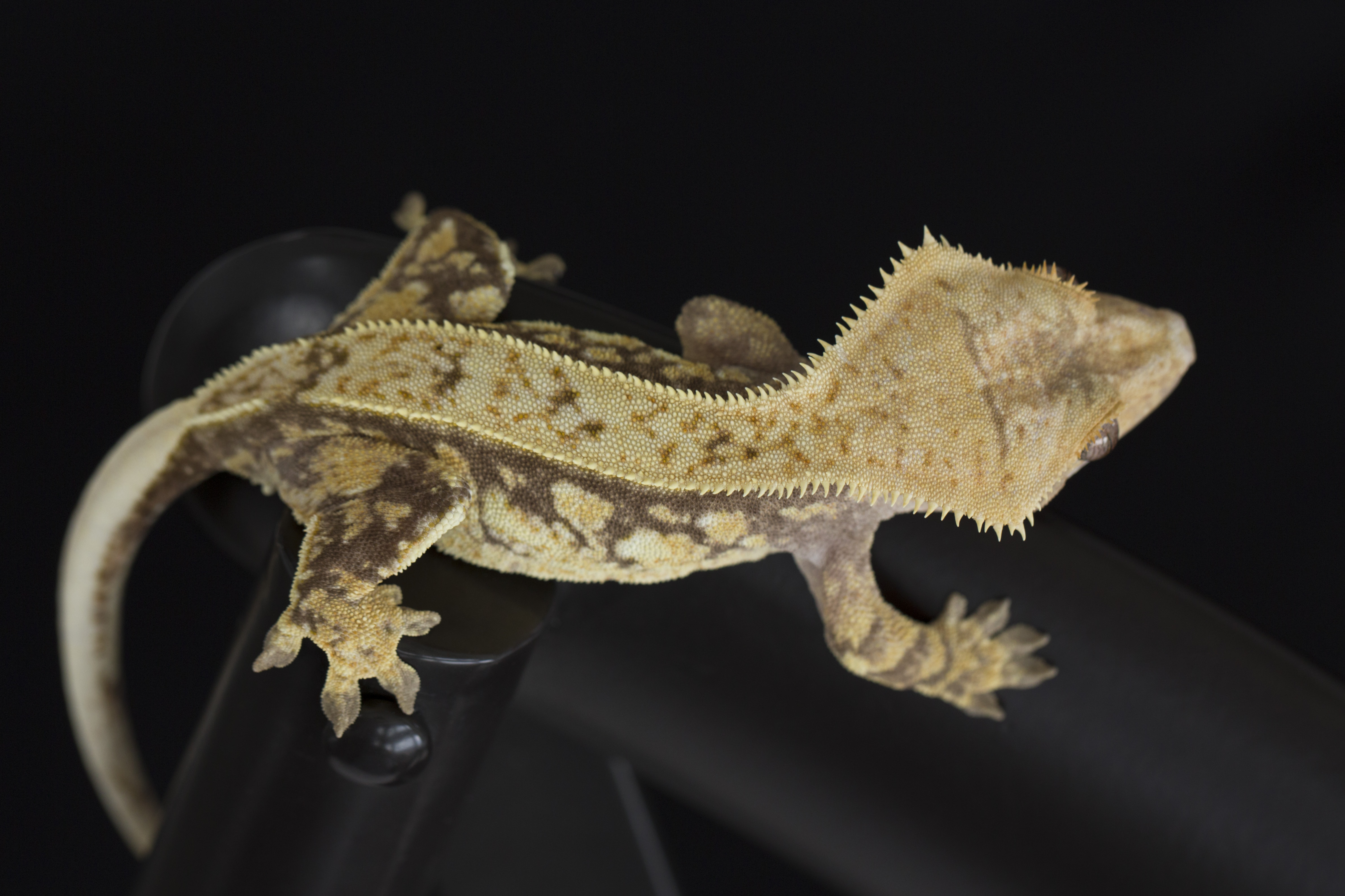 Flower | Pinstripe Crested Gecko | Fringemorphs