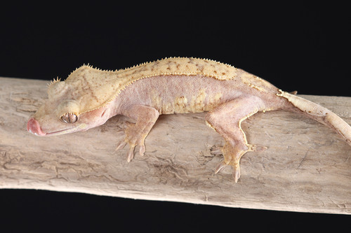 Possible Pink Pinstripe Crested Gecko | Fringemorphs