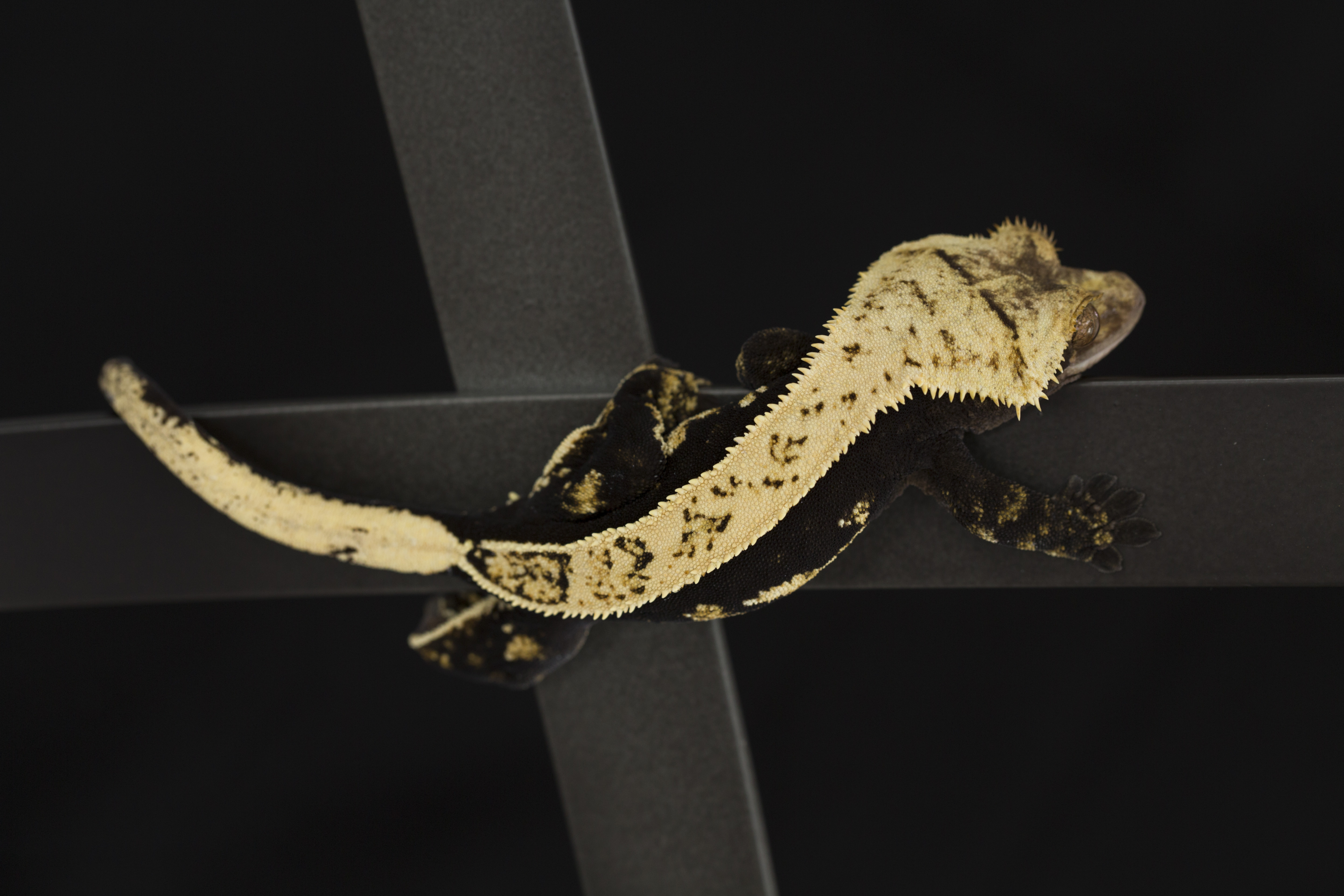 Gorgeous | High Contrast Pinstripe Crested Gecko | Fringemorphs