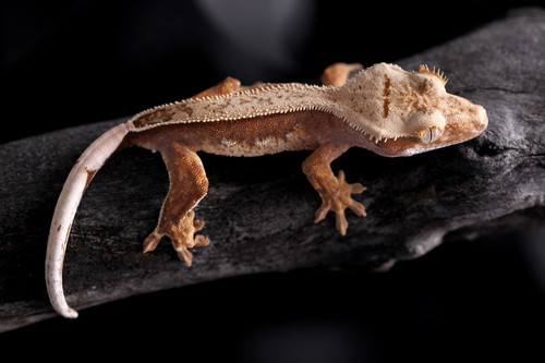 Red Full Pinstripe Crested Gecko | Fringemorphs