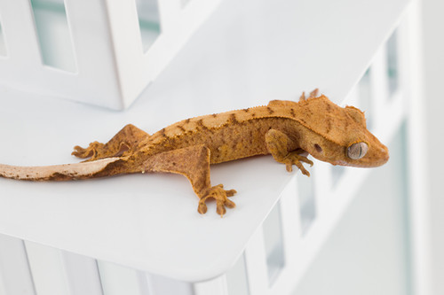 50% Het Axanthic Crested Gecko | Fringemorphs