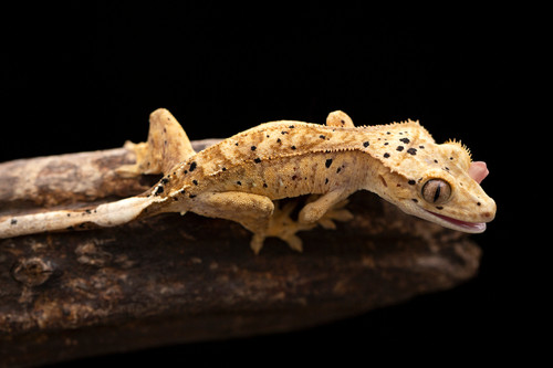 Dalmatian Crested Gecko | index