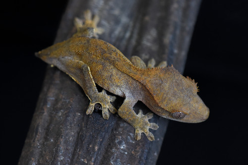 Brindle Tiger Crested Gecko | Fringemorphs