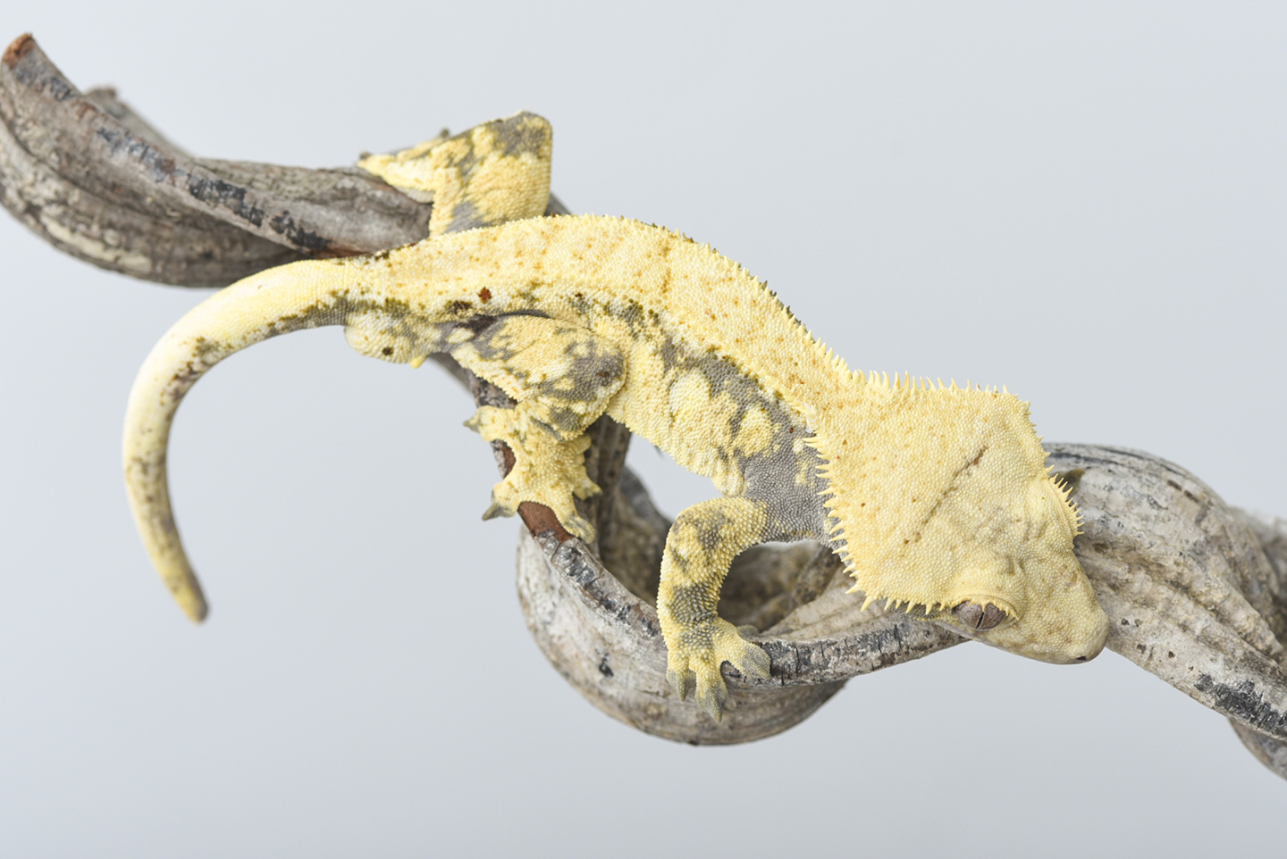 Extreme Harlequin Crested Gecko | Cookies & Cream | Fringemorphs