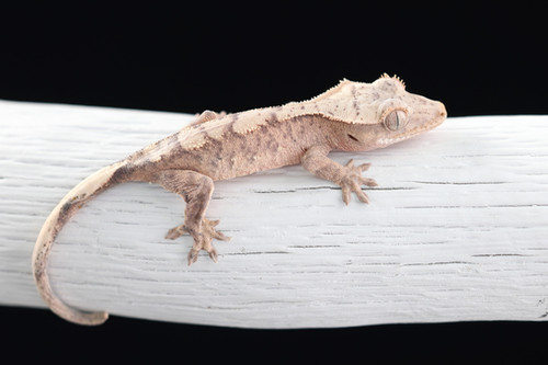 50% HET Axanthic Crested Gecko | Fringemorphs