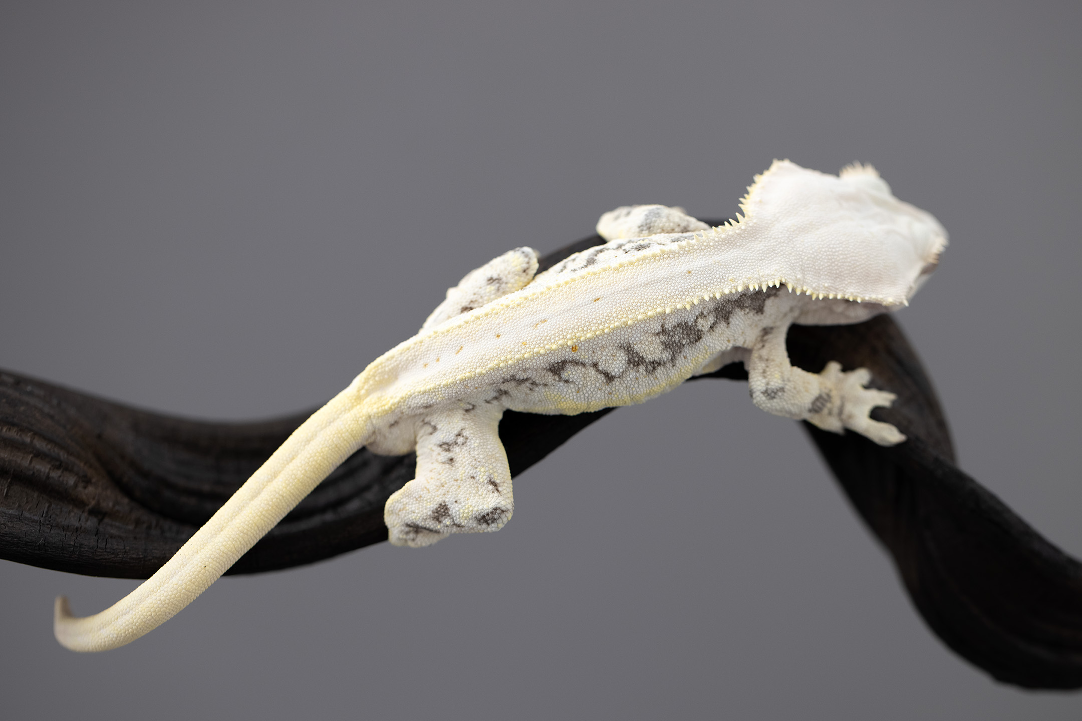 Cloud | Lilly White Crested Gecko | Fringemorphs