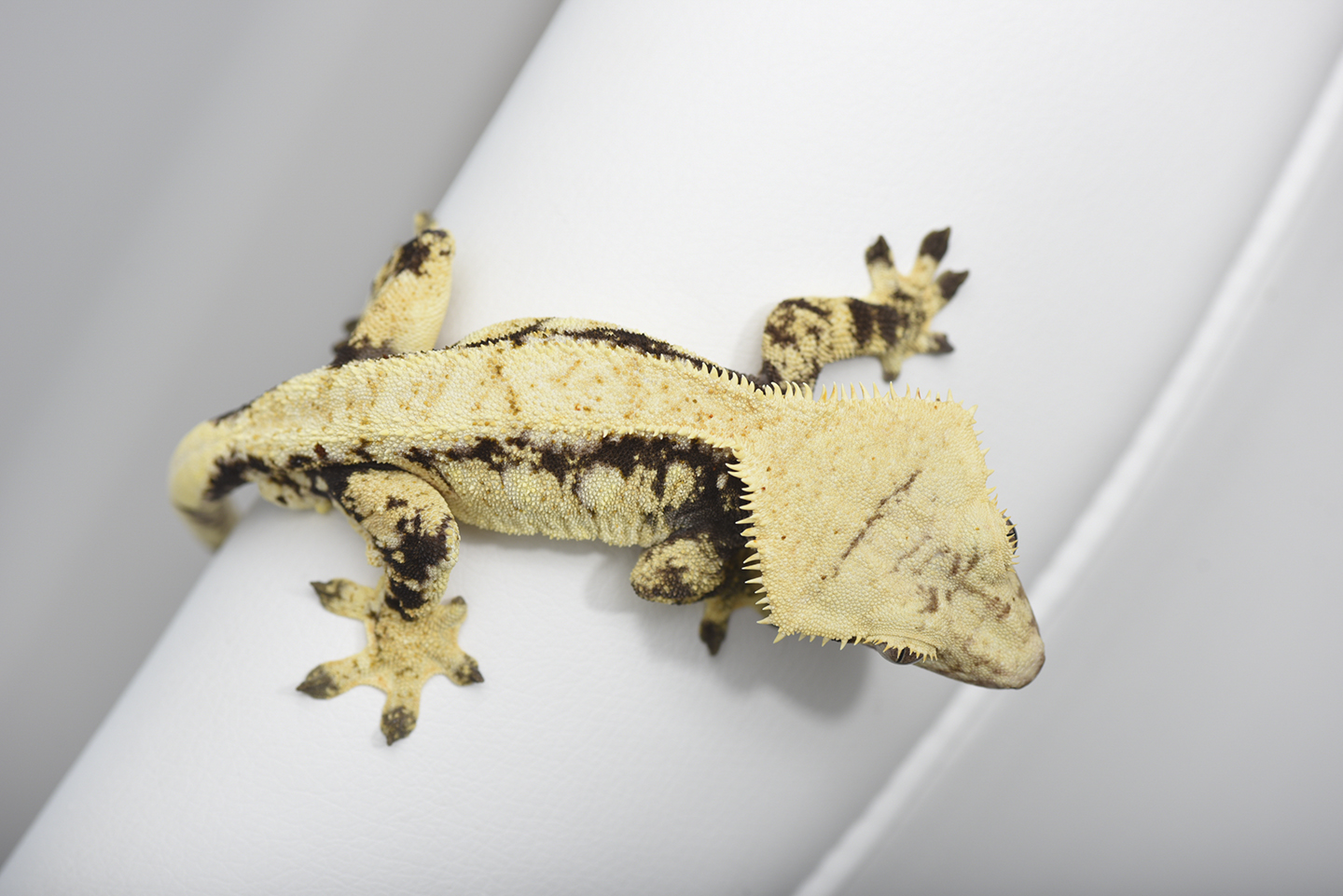 Extreme Harlequin Crested Gecko | Cookies & Cream | Fringemorphs