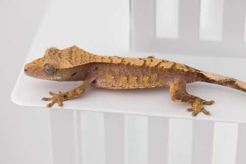 50% Het Axanthic Crested Gecko | Fringemorphs