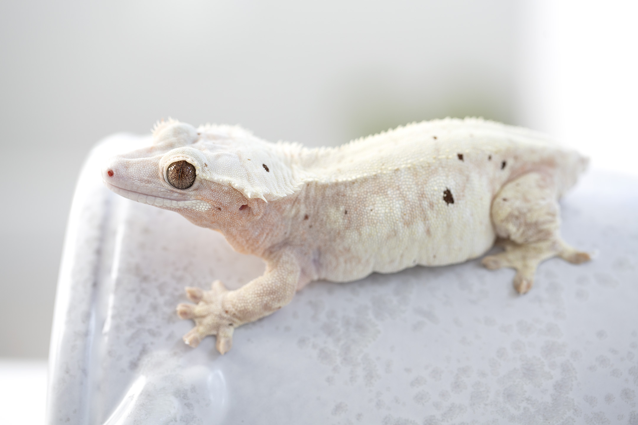 Pink Extreme Harlequin Crested Gecko | Blush