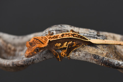 Crowned High Contrast Pinstripe Crested Gecko | Fringemorphs