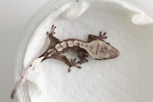 Axanthic Crested Gecko | Fringemorphs
