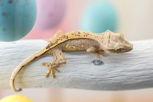 Reverse Pinstripe Crested Gecko | Fringemorphs
