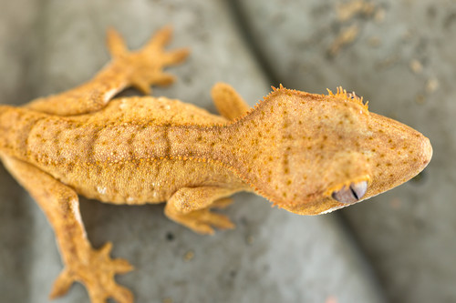 60% Het Axanthic Crested Gecko | Fringemorphs