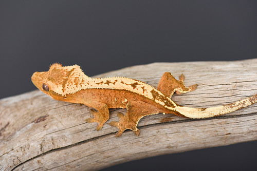 Creamsicle Pinstripe Crested Gecko | Fringemorphs