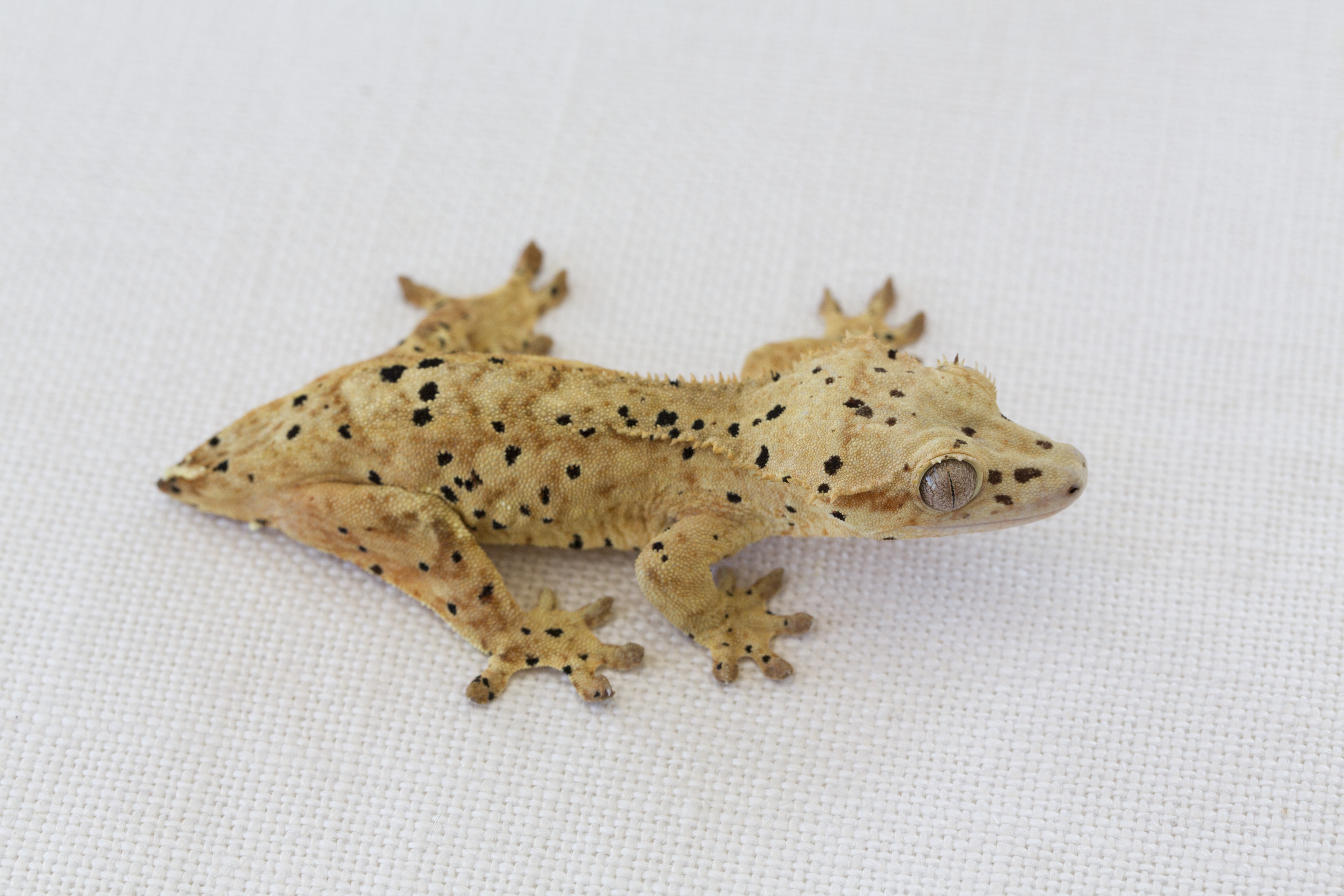 Yellow Super Dalmatian Crested Gecko | Fringemorphs