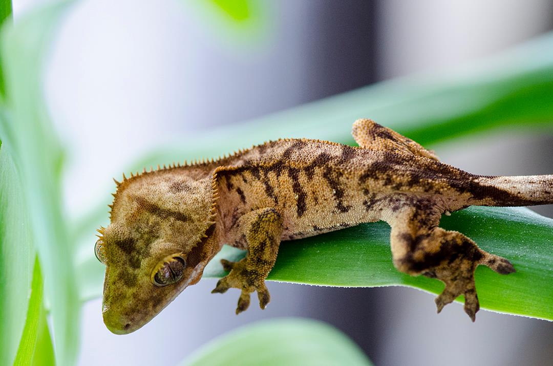 Super Tiger Crested Gecko | Fringemorphs