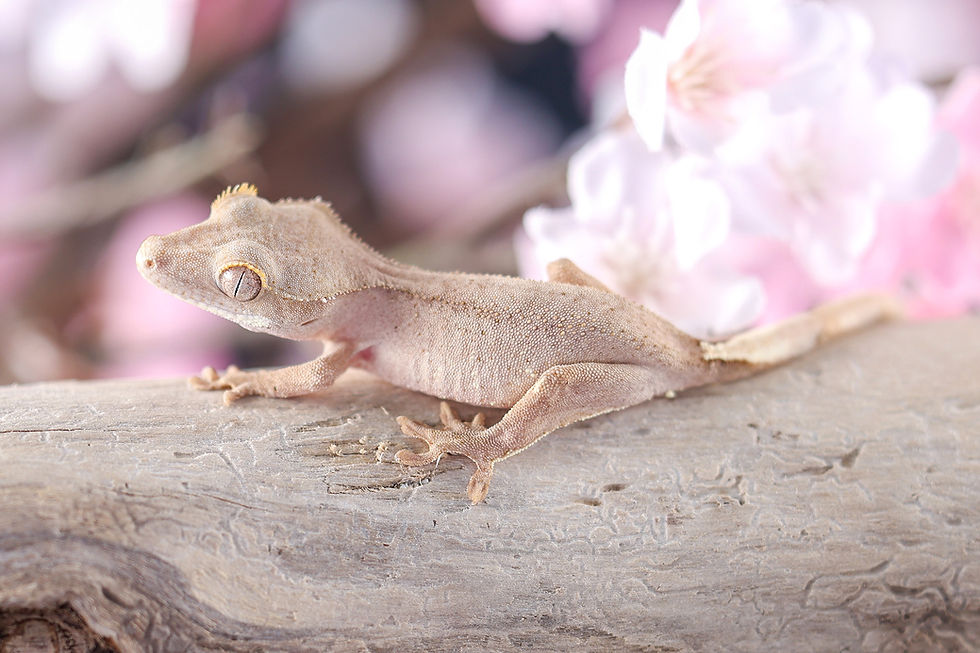 Pink Lines with White Portholes Crested Gecko | Fringemorphs
