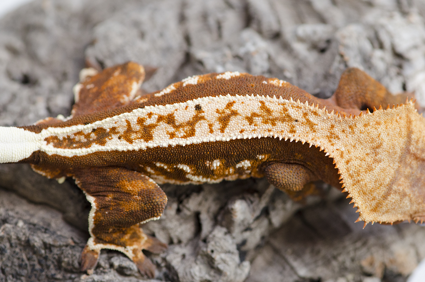 Red & Cream Pinstripe Crested Gecko | Volcano | Fringemorphs