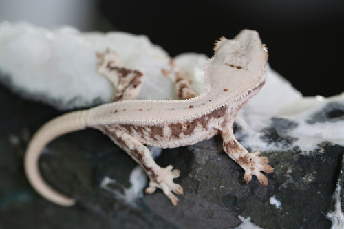Lilly White Pinstripe Crested Gecko | index