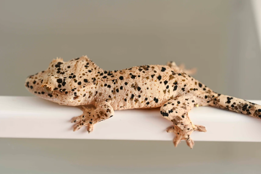 High-End Crested Geckos For Sale | Fringemorphs