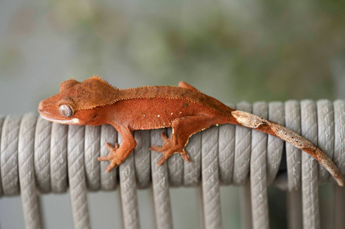 Patternless Red Crested Gecko | Fringemorphs