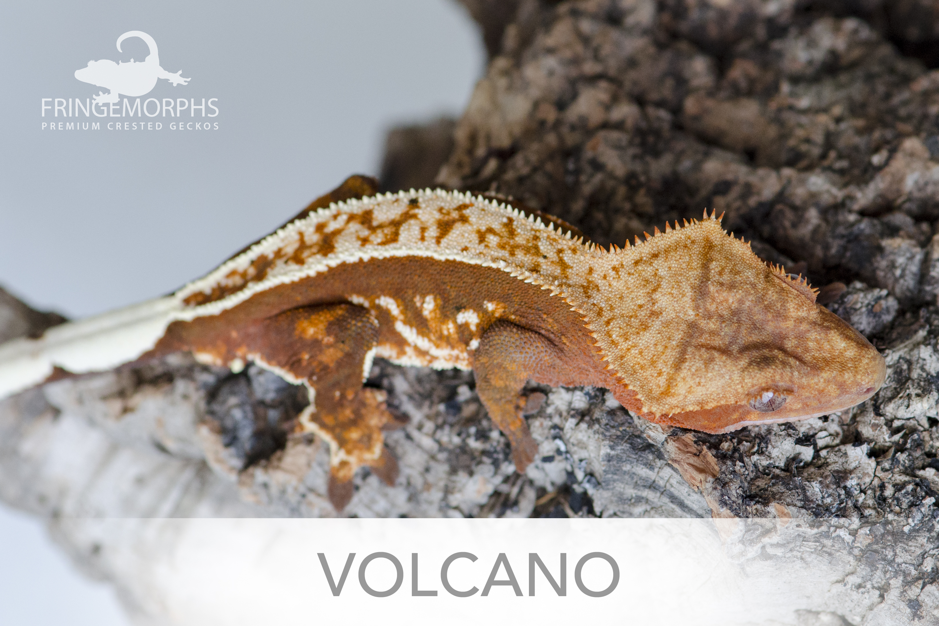 Red & Cream Pinstripe Crested Gecko | Volcano | Fringemorphs