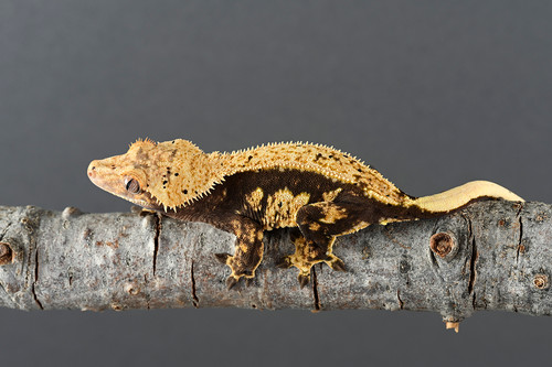 Crowned Pinstripe Crested Gecko | Fringemorphs